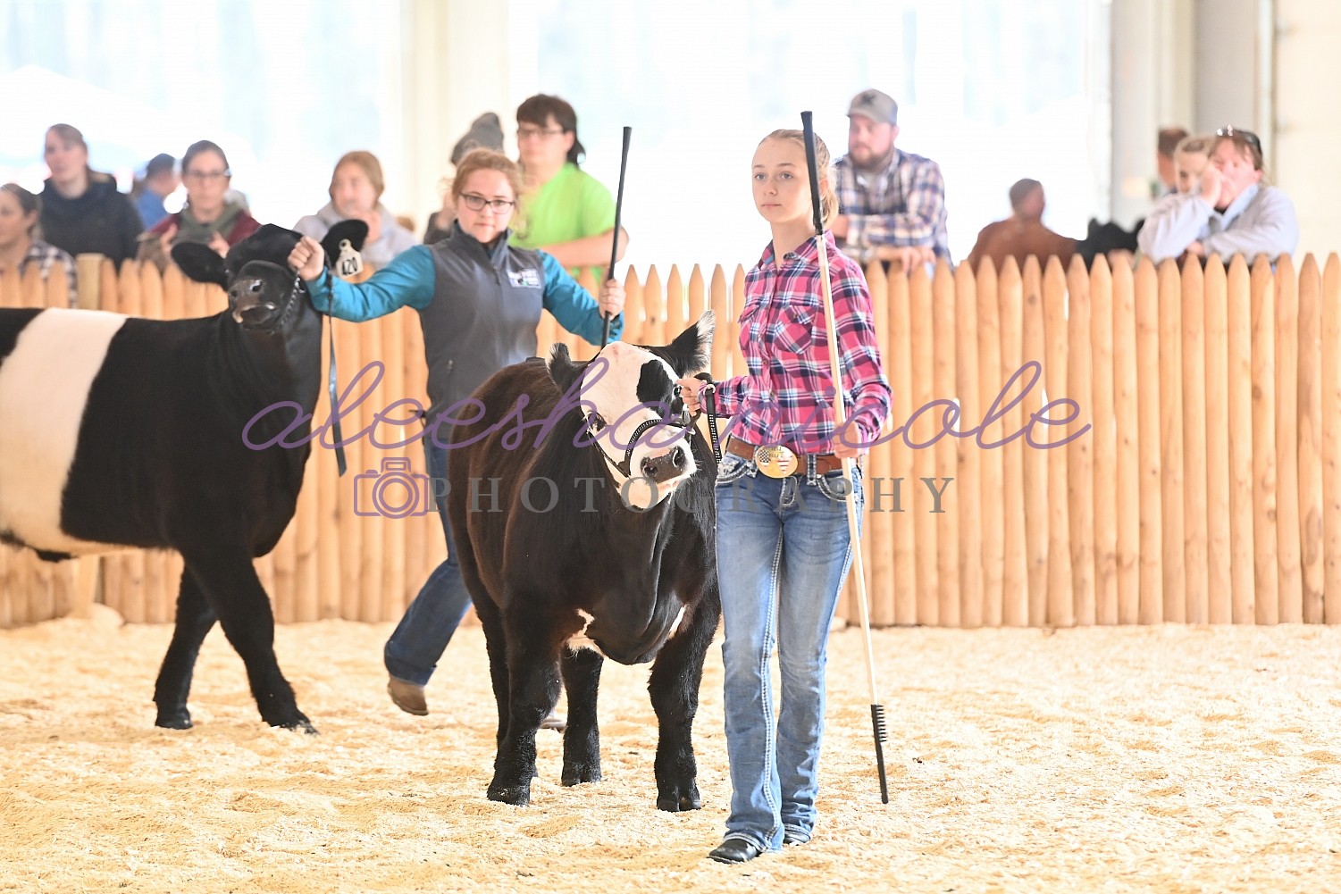 Aleesha Nicole Photography - Jackpot Steer Ring Shots - Fryeburg Youth ...