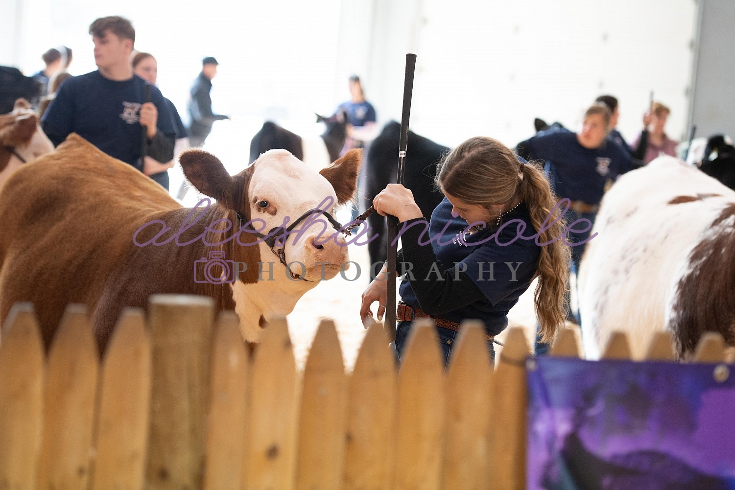 Aleesha Nicole Photography - Showmanship Ring Shots - Fryeburg Youth ...